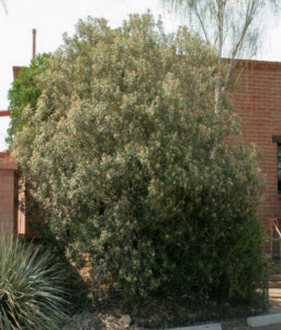 Trees For You – Tucson Electric Power