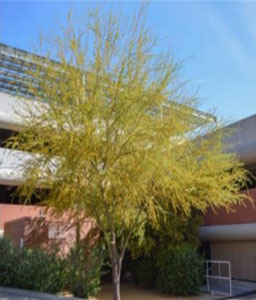 Trees For You – Tucson Electric Power