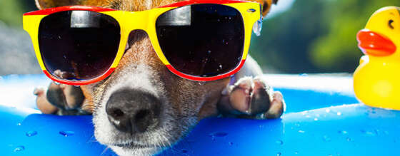 An Arizona Survival Guide: Beat the Heat, Save Your Budget – Tucson ...