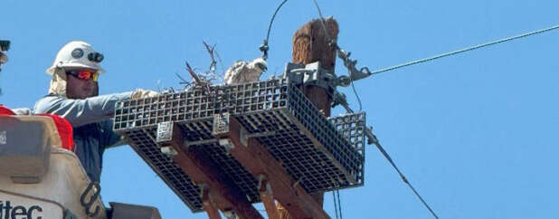 Crews Save Fledglings Through Raptor Protection – Tucson Electric Power